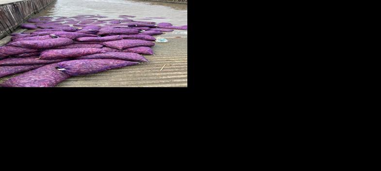 80 sacks of dead crawfish found at Louisiana boat launch | Where NOLA ...
