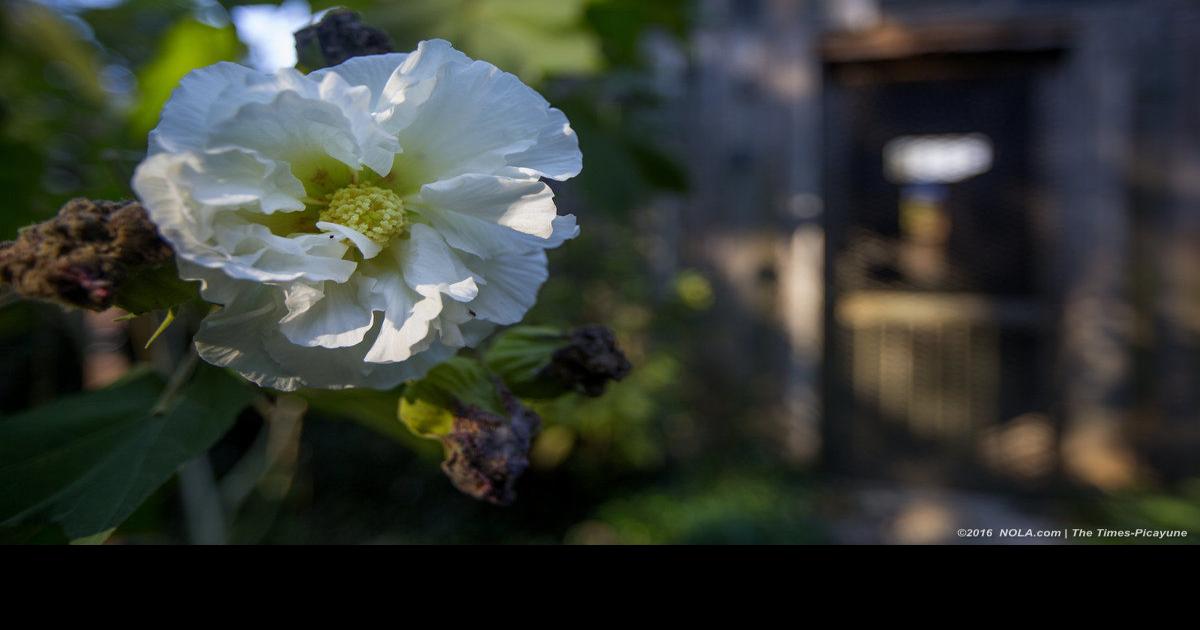 Garden Advice: Hold off until March on trimming heirloom Confederate ...