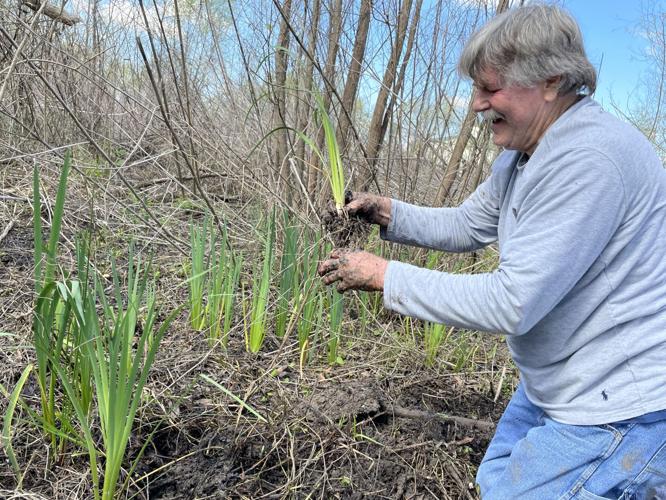 Gary Salathe is out to save the native Louisiana iris | Louisiana ...