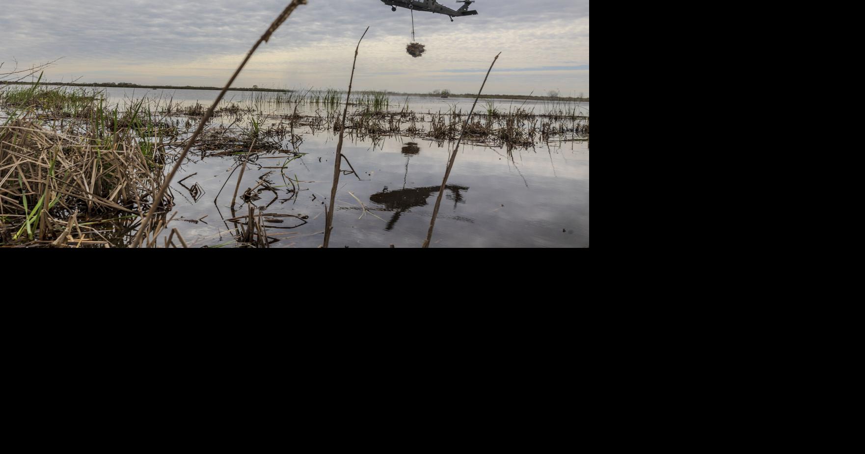 Christmas trees dropped into Louisiana marsh. See photos. | Photos ...