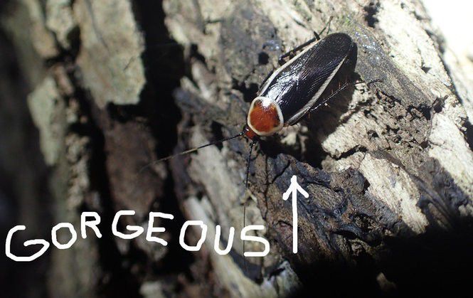 How to properly stomp a cockroach ... or learn to love them | Archive ...