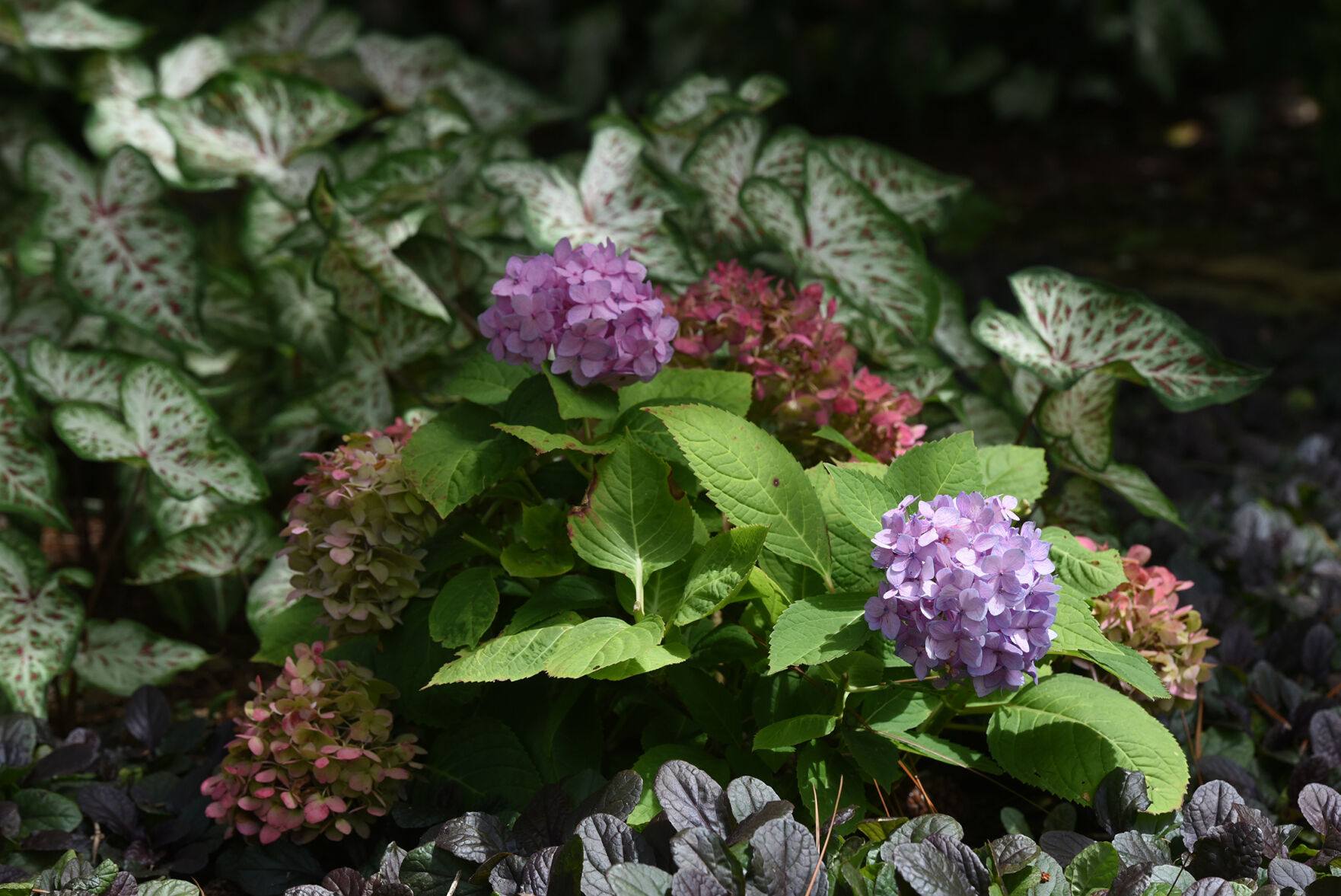 Plant hydrangeas for a bold but traditional Southern look | Home/Garden ...