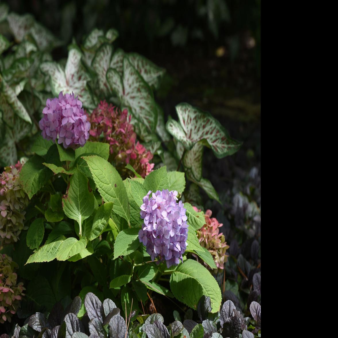 purple hydrangea tree