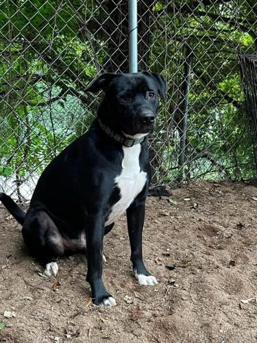 Louisiana shelter gives a home to animals impacted by Helene | News ...