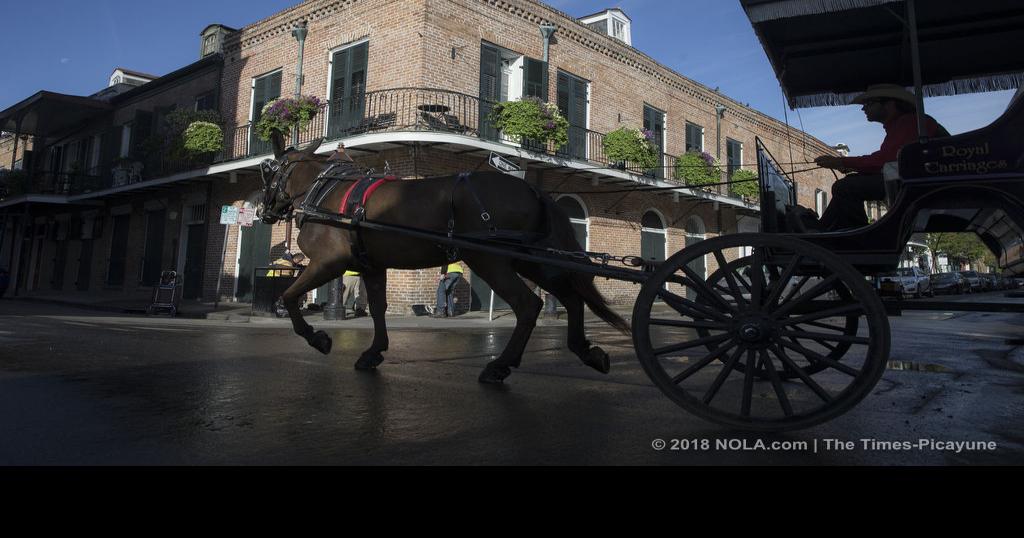 Mule-drawn carriage operators facing new rules and restrictions ...