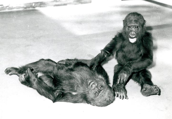 Remembering Rodney Fertel's 'gorilla' campaign for New Orleans mayor ...