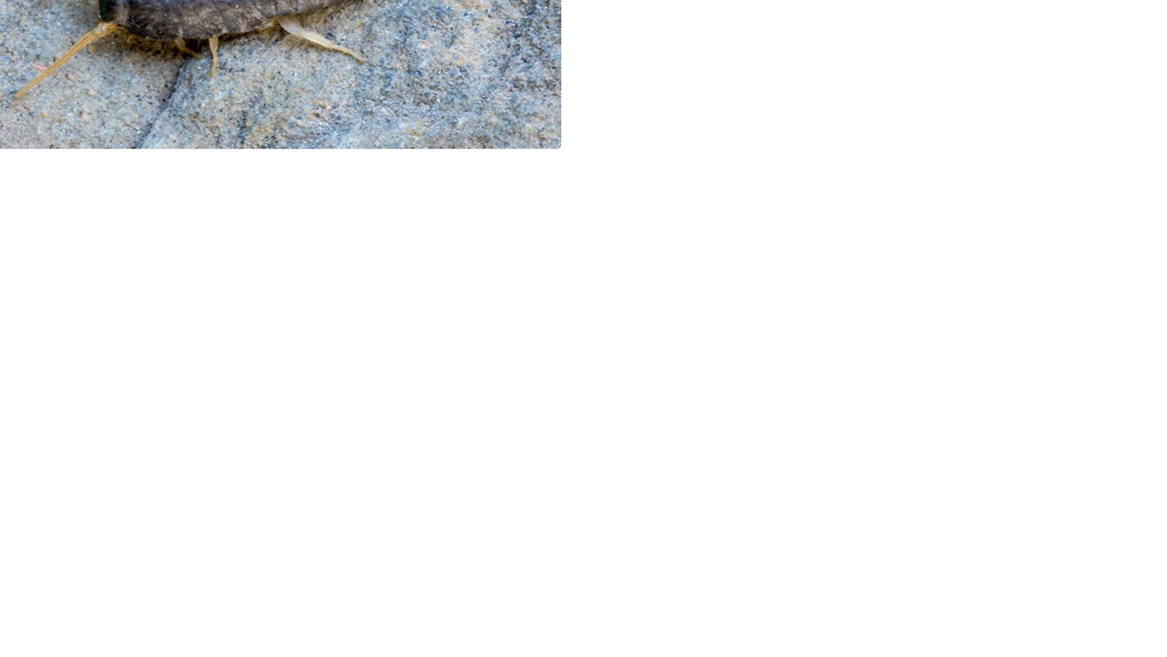 What are silverfish & will they hurt my house in Louisiana ...