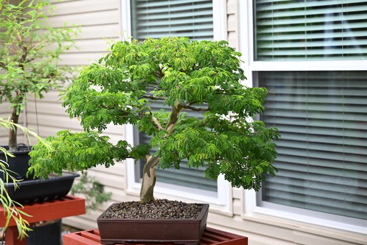 Covington bonsai artist explains the ancient art form | Home/Garden ...