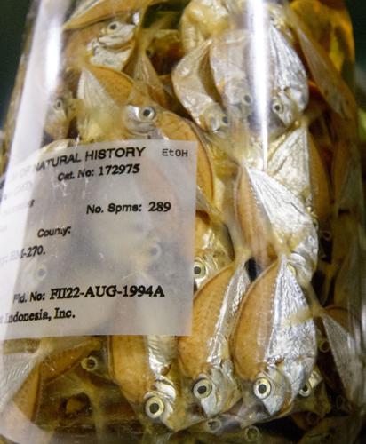 Little-known Tulane fish archive on West Bank largest in the world ...