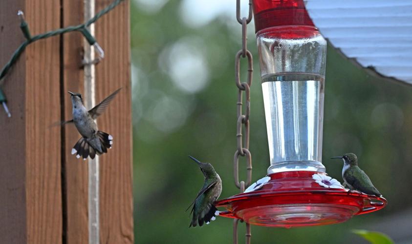 Here's how to attract hummingbirds on the move in Louisiana ...