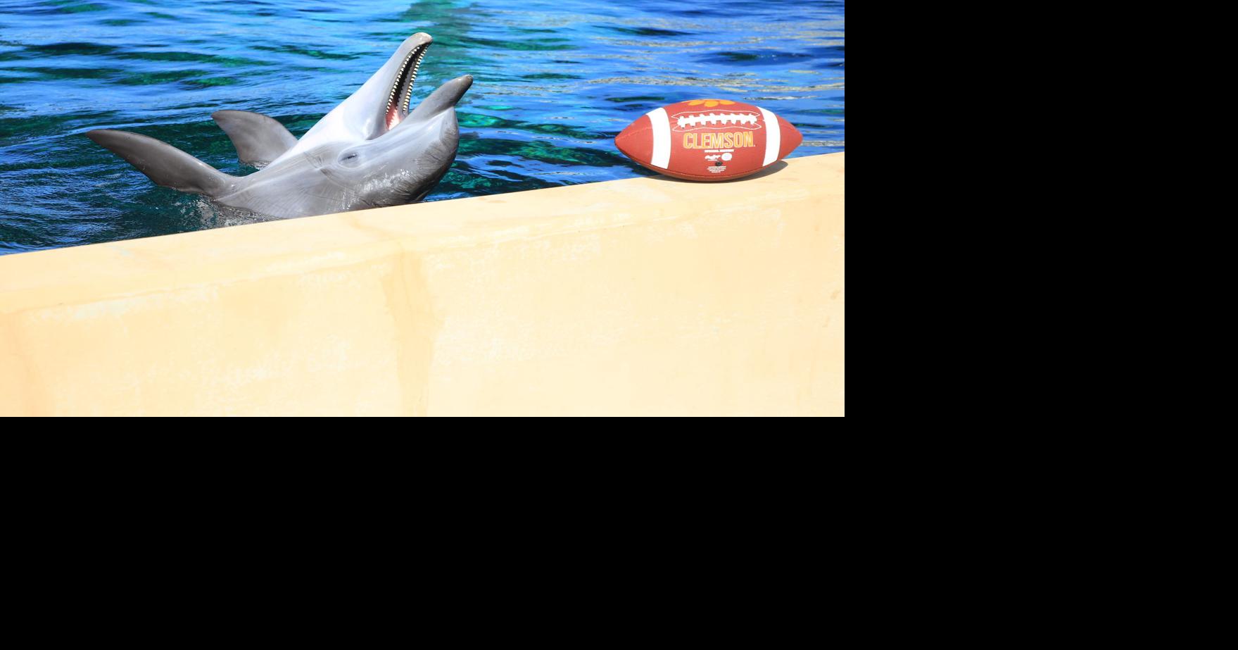 Watch: Rescue dolphin Nicholas picks Clemson to win over LSU in ...