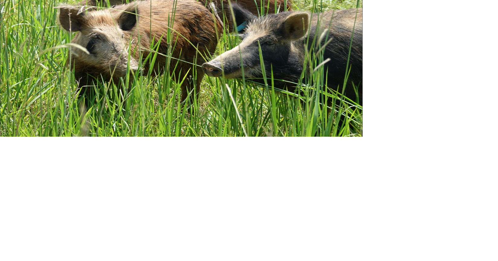 Hog hunting contest fraud accusations lead to LA arrests | Environment ...