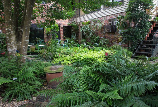How to grow gorgeous ferns in Louisiana gardens | Home/Garden | nola.com