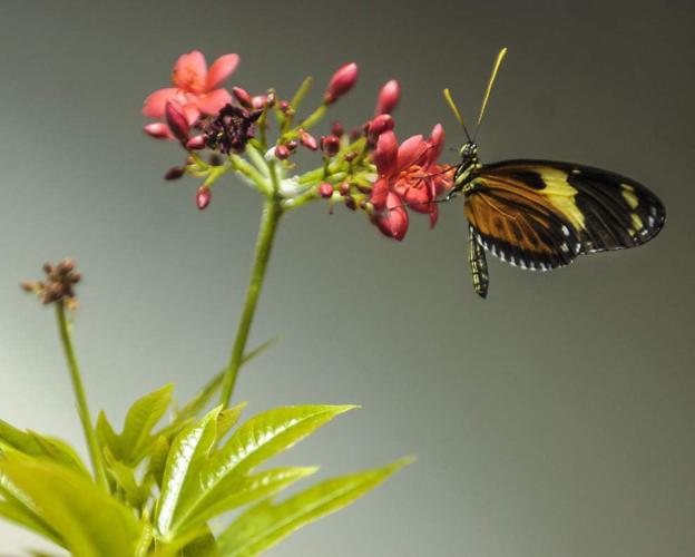 Two-dollar Tuesdays lure parents, kids to Insectarium | Entertainment ...
