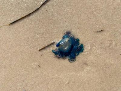 portuguese man of war baby