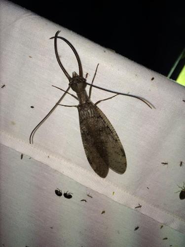 bugs - NEW Male dobsonfly.jpg | | nola.com
