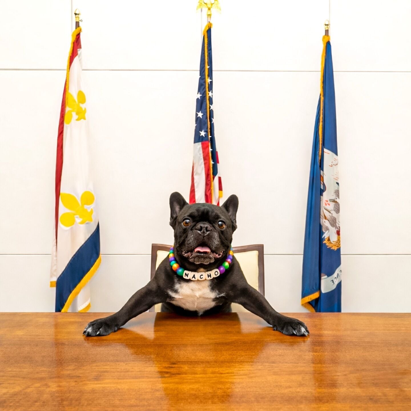 Helena Moreno’s dog Nacho picked as Barkus grand marshal | Mardi Gras ...