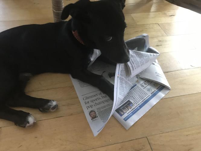 'Goose is gonna Goose': the misadventures of the Spera family's naughty ...