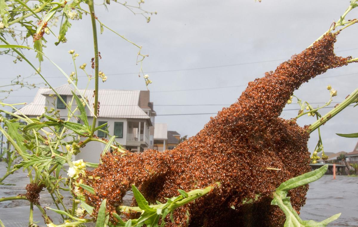 Flooding, rising seas may make Louisiana's fire ants 'bigger, meaner ...