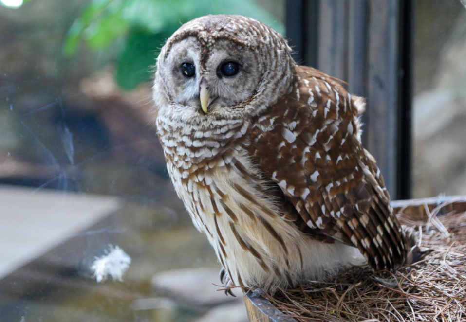 Frosty, a beloved barred owl at Audubon Aquarium, dies at 28 | News ...