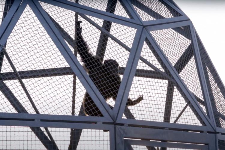 Louisiana's Chimp Haven will house retired research chimps | News ...