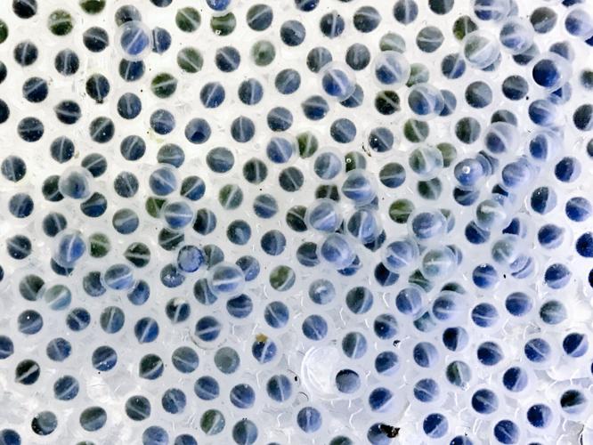 Gar could be a 'Rosetta Stone' for gene research -- and Louisiana can ...