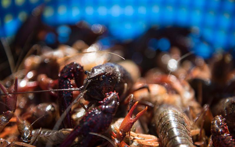 An 11 pound crawfish? Your crawfish questions answered. | News | nola.com