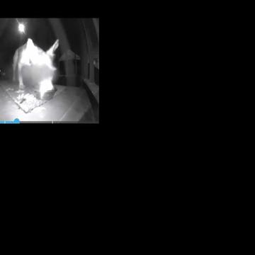 Scrim, the New Orleans runaway dog, caught on camera devouring food set ...