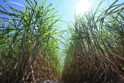 Editorials: Drought sounds alarm for sugar cane farmers | Our Views ...