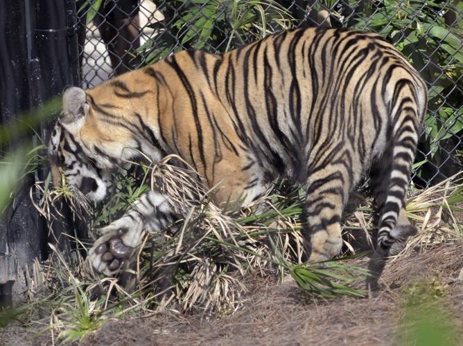Come meet Mike VII: LSU to hold welcome party for new tiger on Tuesday ...