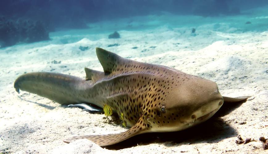 New $2.9 million shark and ray touchpool at Audubon Aquarium to open ...