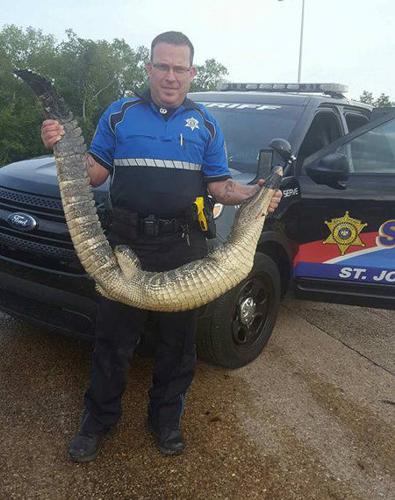 Watch alligator get handcuffed by St. John sheriff's deputy | Crime ...