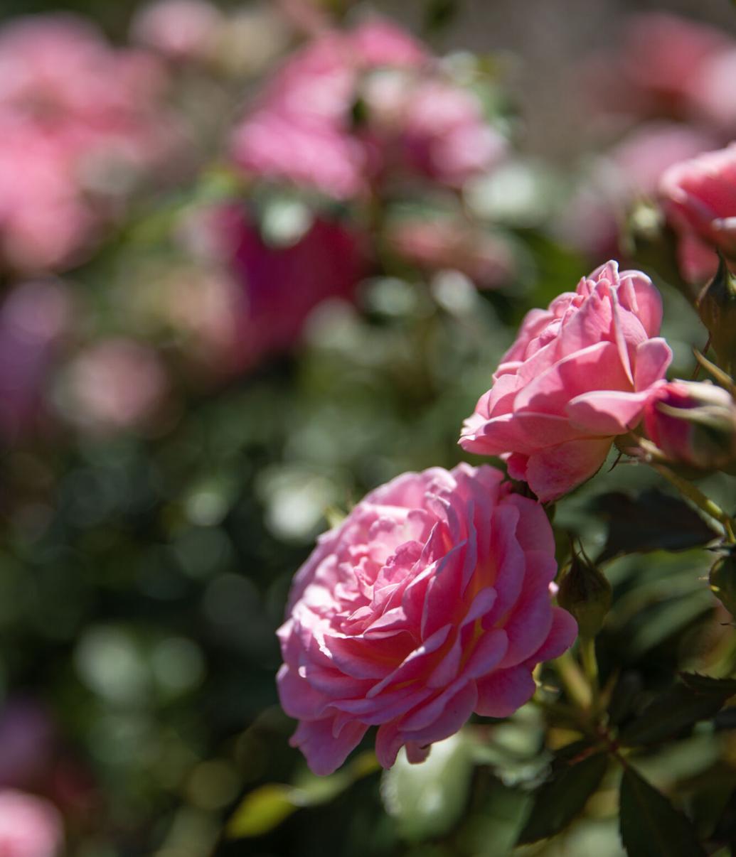 Here's what you should be doing now to help roses thrive | Home/Garden ...
