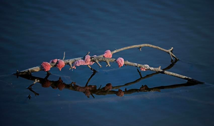 Florida bird flocks to La. to eat apple snail, saving crops | Louisiana ...
