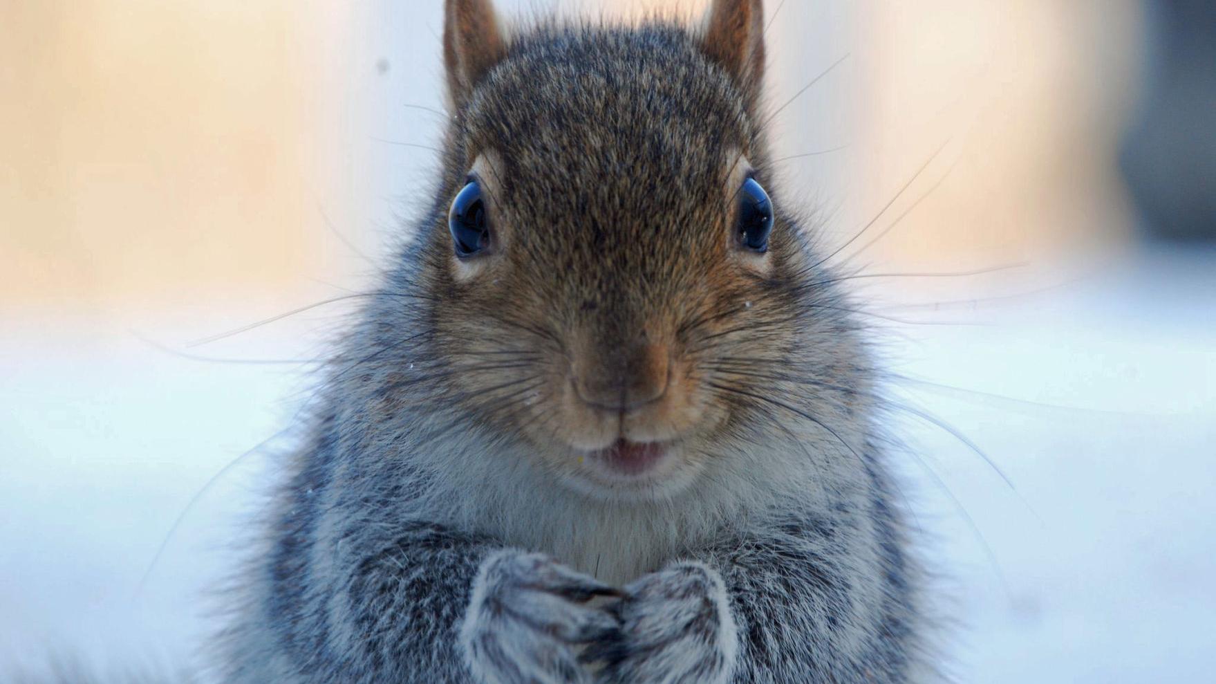 why squirrels are cute