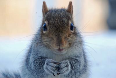 The secret life of squirrels: PBS doc has us nutty for the critters ...