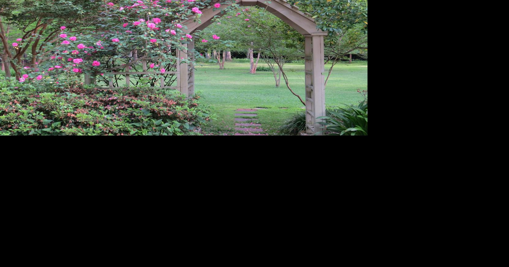 Training climing roses is different than pruning rose bushes | Home ...