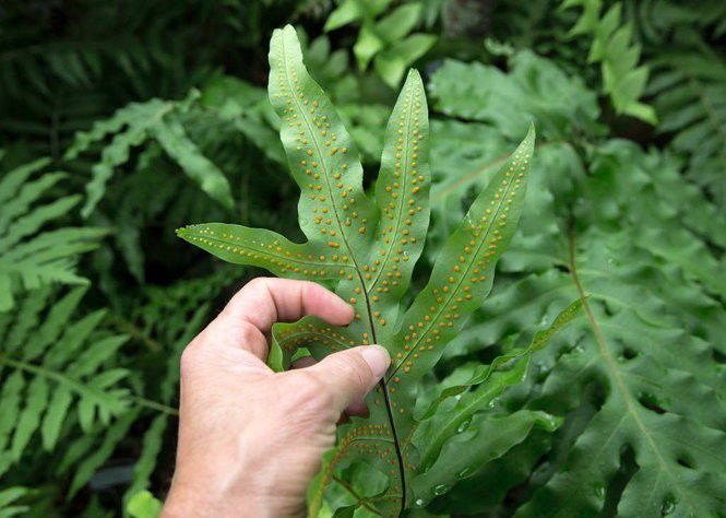 How to grow gorgeous ferns in Louisiana gardens | Home/Garden | nola.com