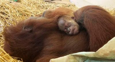 newborn ape