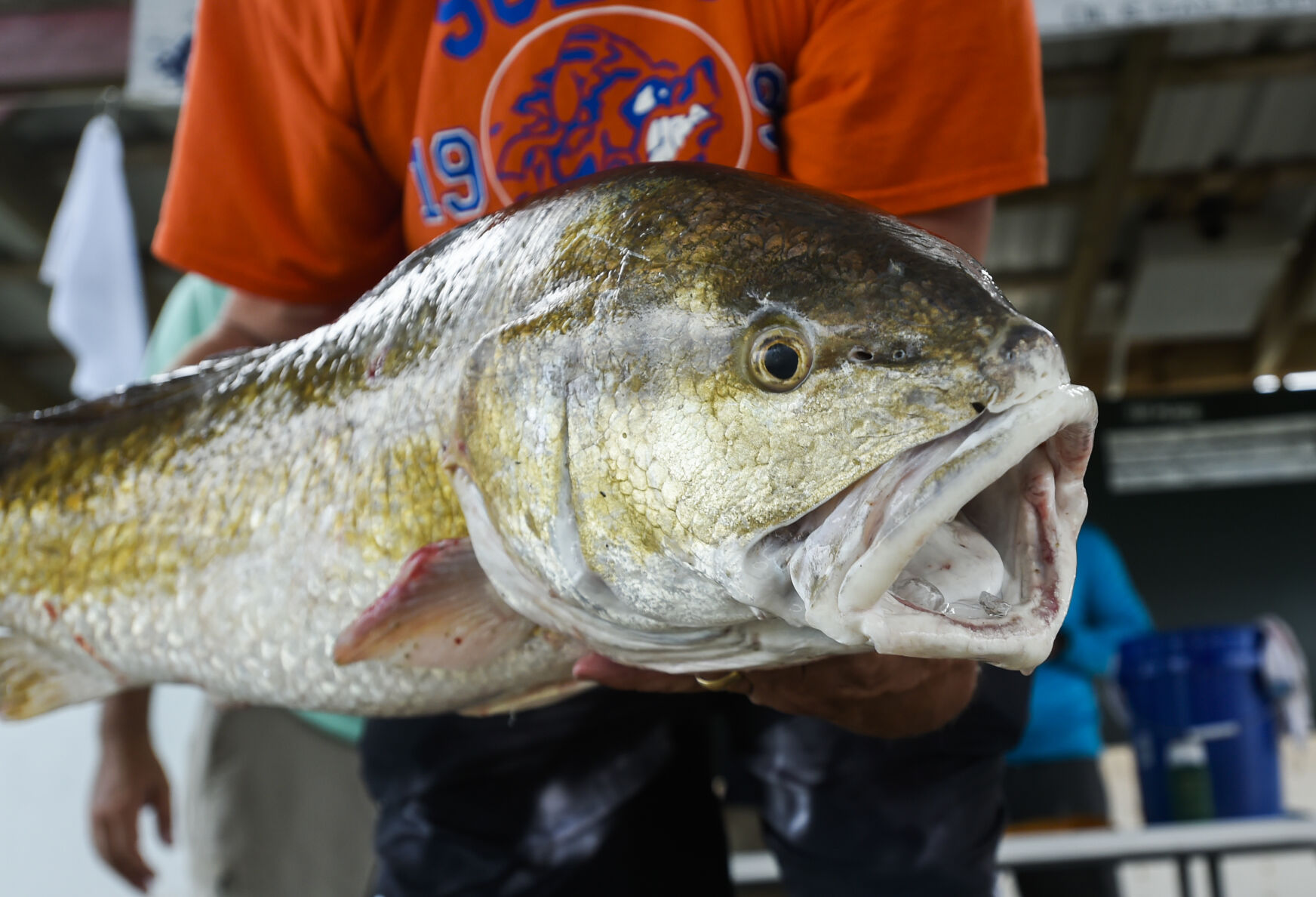 Louisiana's new redfish limits take effect today | Environment | nola.com