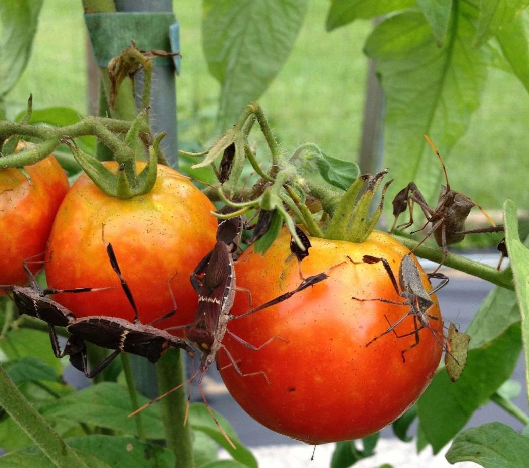tomato bugs red