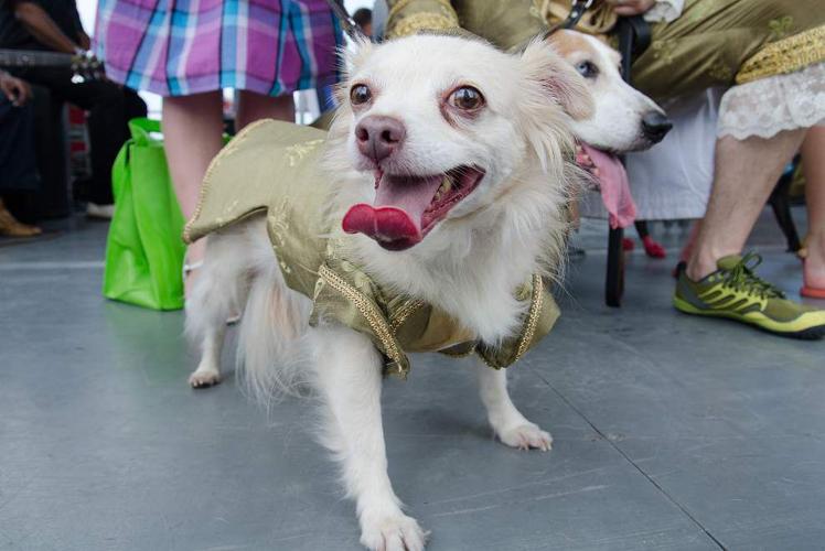 The tails of Bastille Day: French Dog Contest celebrates event | News ...
