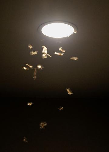 French Quarter, Jackson Barracks Formosan termites declining ...