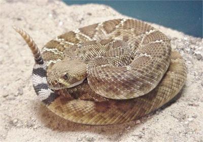 rattlesnake headless