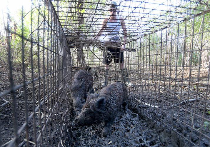 'Trapper John' recounts decades of snaring feral hogs, nuisance ...