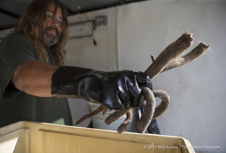 Louisiana man arrested for cutting tails off live nutria | Environment ...