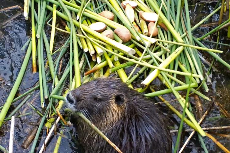 Nutria invasion threatens California's water supply: 'The way they ...