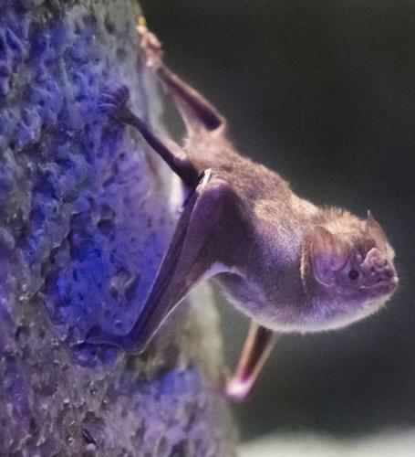 Get a look into the world of some distinctive bats | Entertainment/Life ...