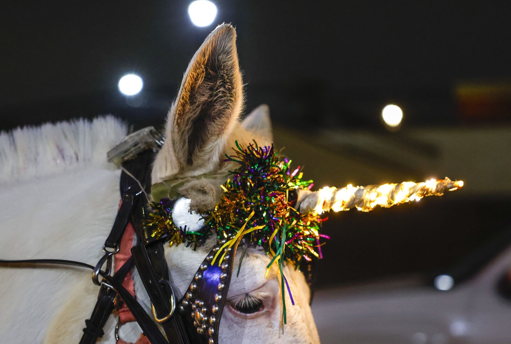 How a unicorn mule became a New Orleans French Quarter star | News ...