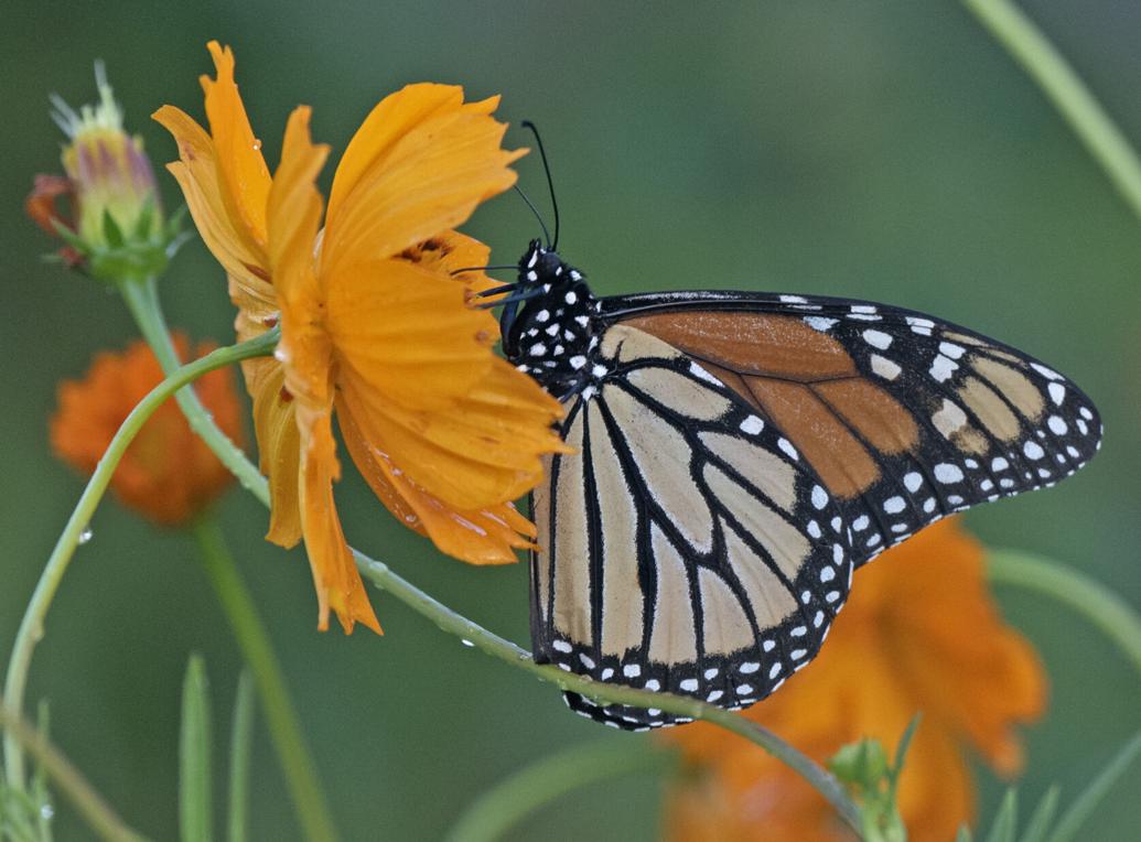 Monarch butterfly populations nearly double in 2025 | Home/Garden ...